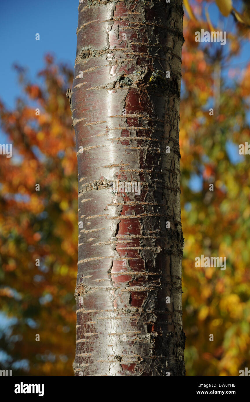 Sweet cherry trunk Stock Photo - Alamy