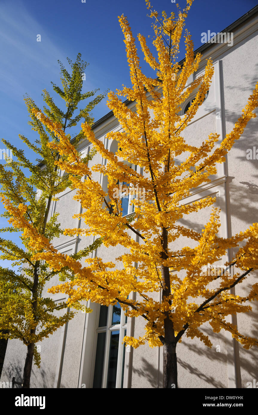 Ginkgo ginkgo biloba blossoms hi-res stock photography and images - Alamy