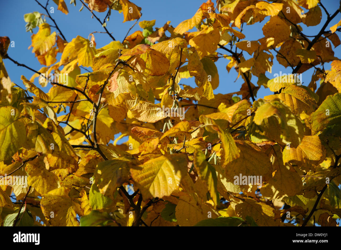 Hazel color hi-res stock photography and images - Alamy