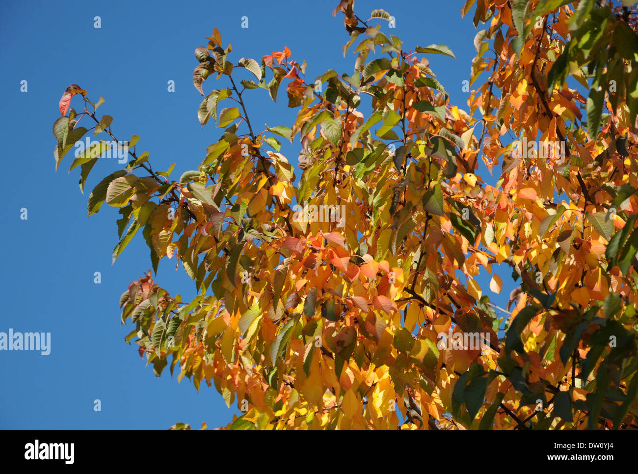 Sweet cherry tree Stock Photo - Alamy