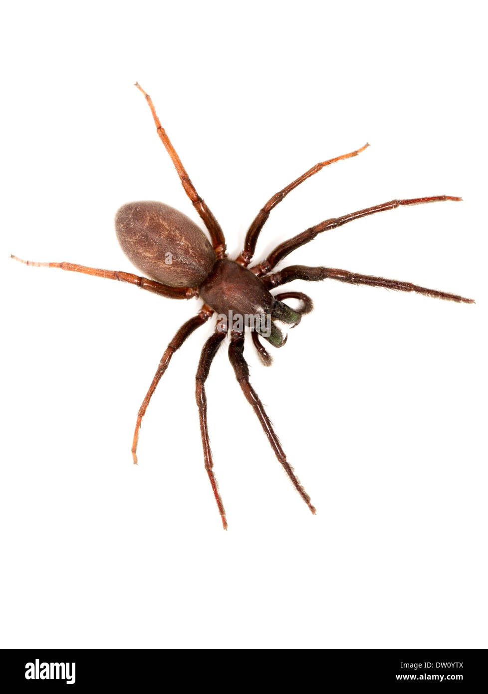 Segestría hi-res stock photography and images - Alamy