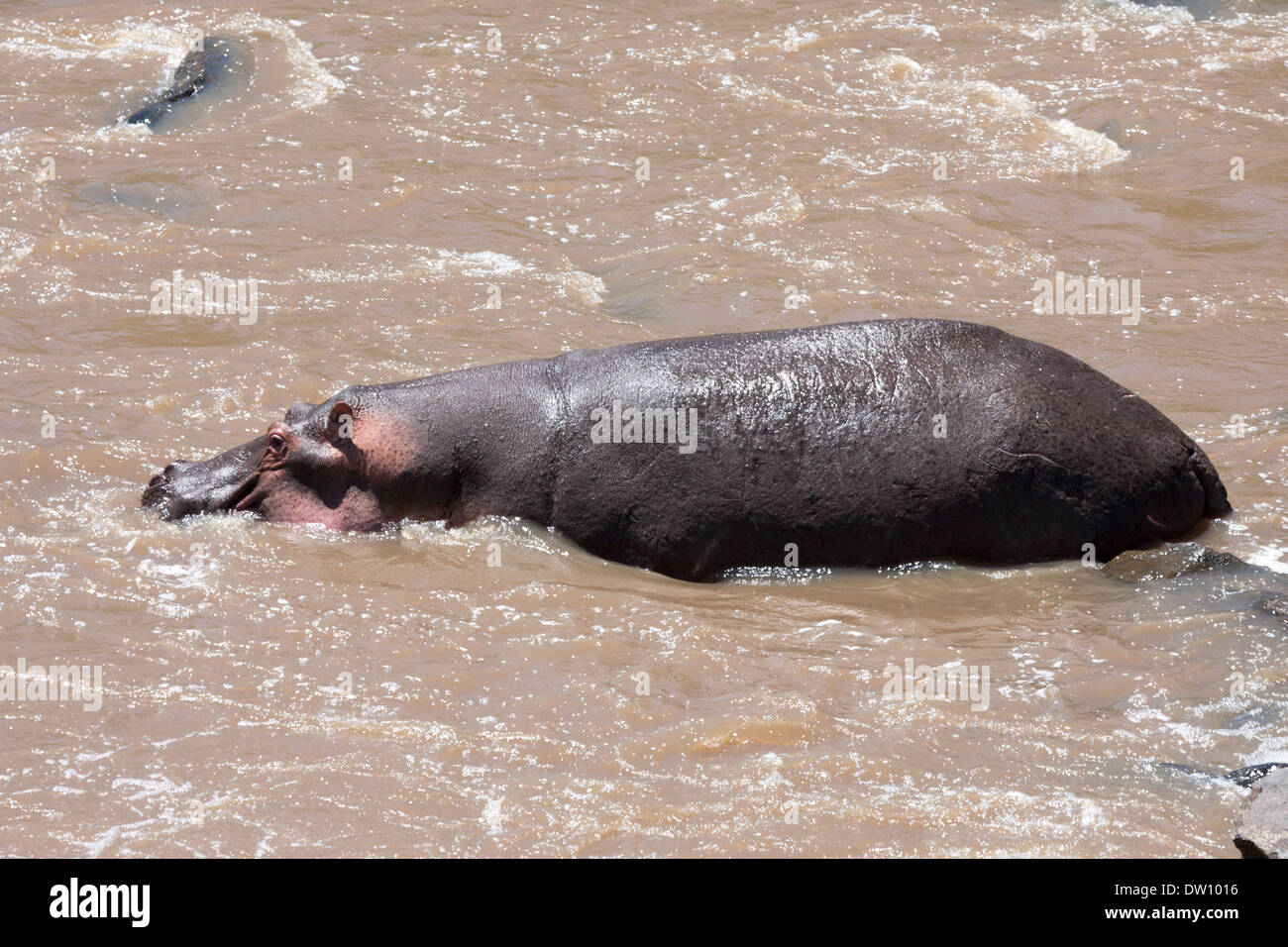 Hippopotamus swimming in river Stock Photo - Alamy