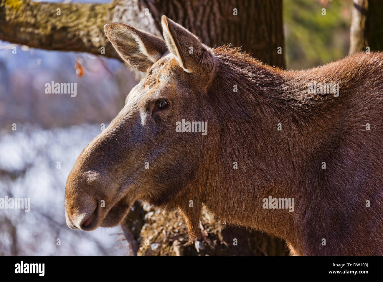 Elk zoo hi-res stock photography and images - Alamy
