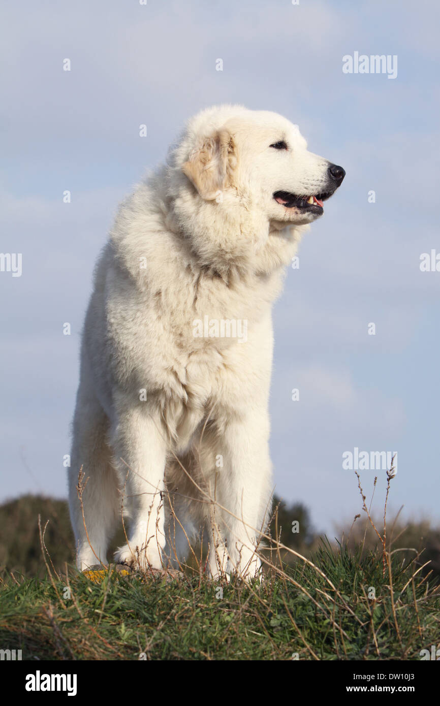 Pyrenean Mountain Dog / adult standing in a meadow Stock Photo - Alamy