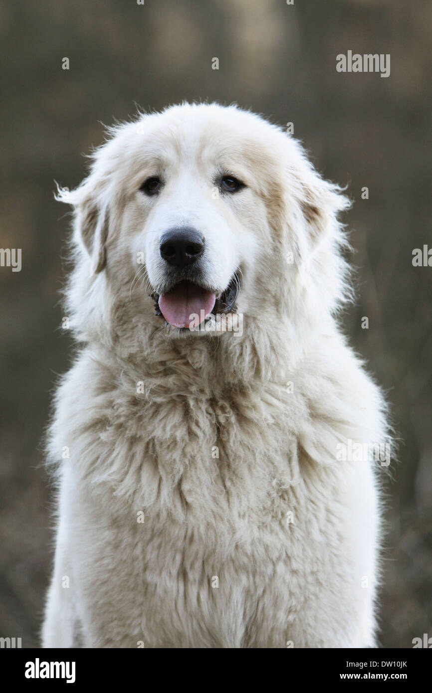 Pyrenean Mountain Dog / adult portrait Stock Photo - Alamy