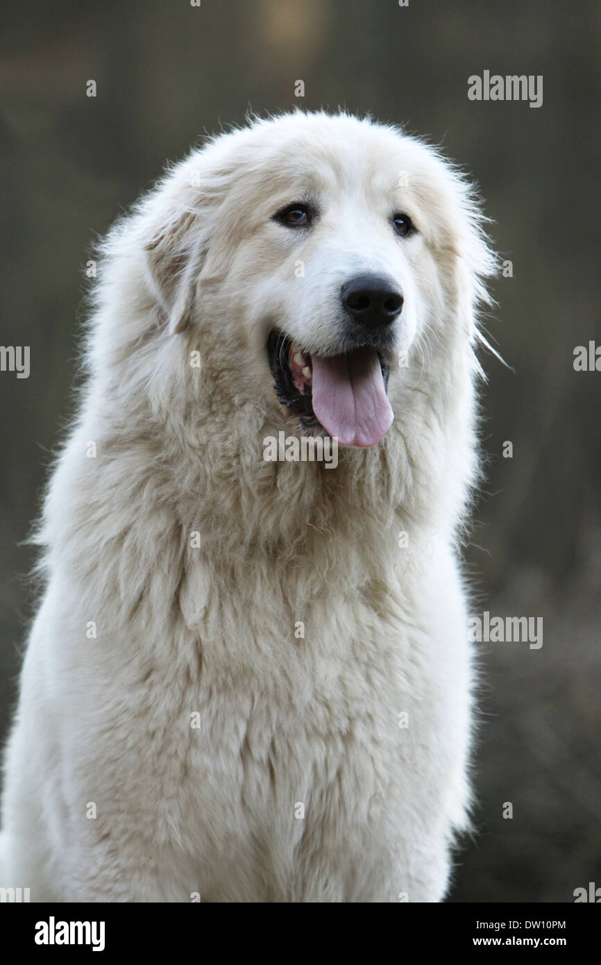 Chien des pyrenees hi-res stock photography and images - Alamy