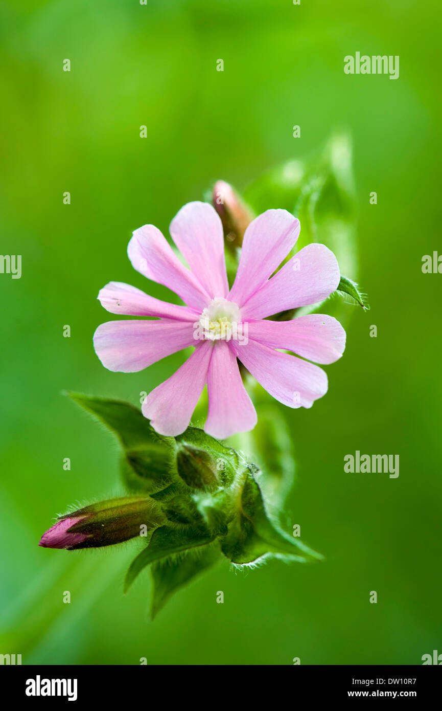 Red Campion flower.(Silene dioica Stock Photo - Alamy