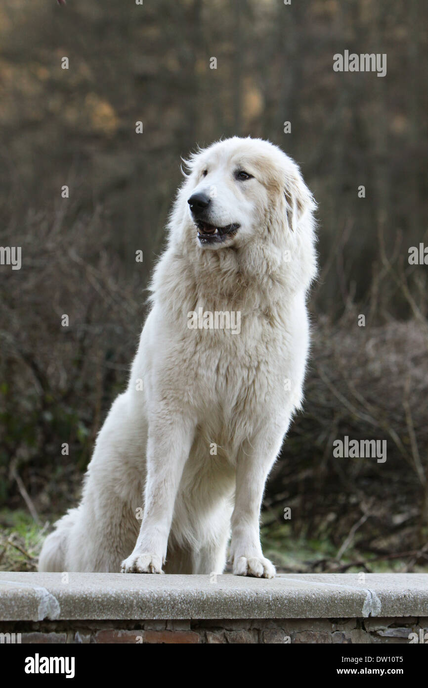 Pyrenean Mountain Dog / adult standing on a wall Stock Photo - Alamy