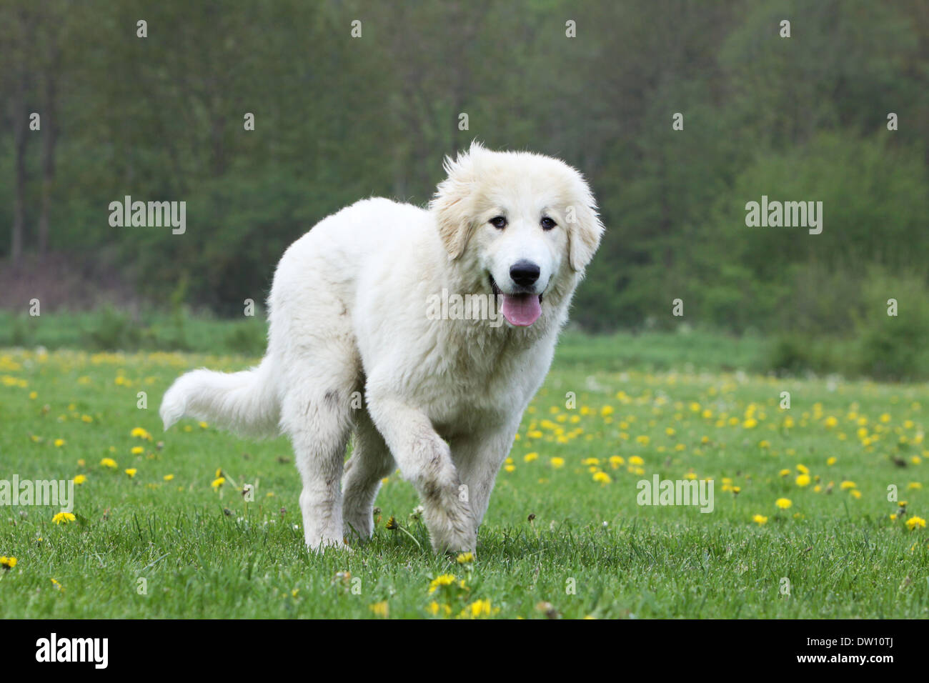 Great pyrenees dog hi-res stock photography and images - Alamy
