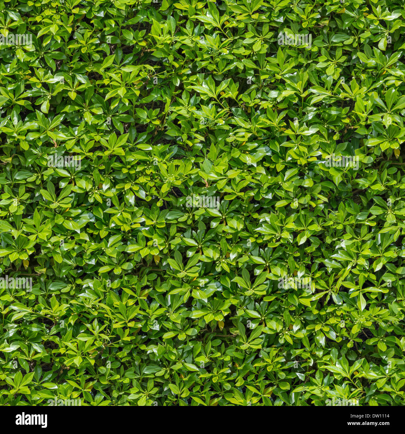Seamless Tileable Texture of Green Bush Stock Photo - Alamy