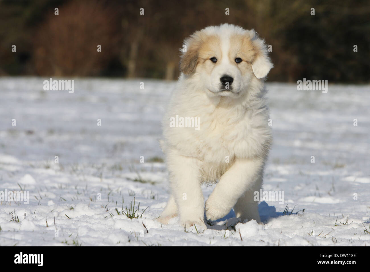 Great Pyrenees Puppy Stock Photos & Great Pyrenees Puppy Stock Images ...