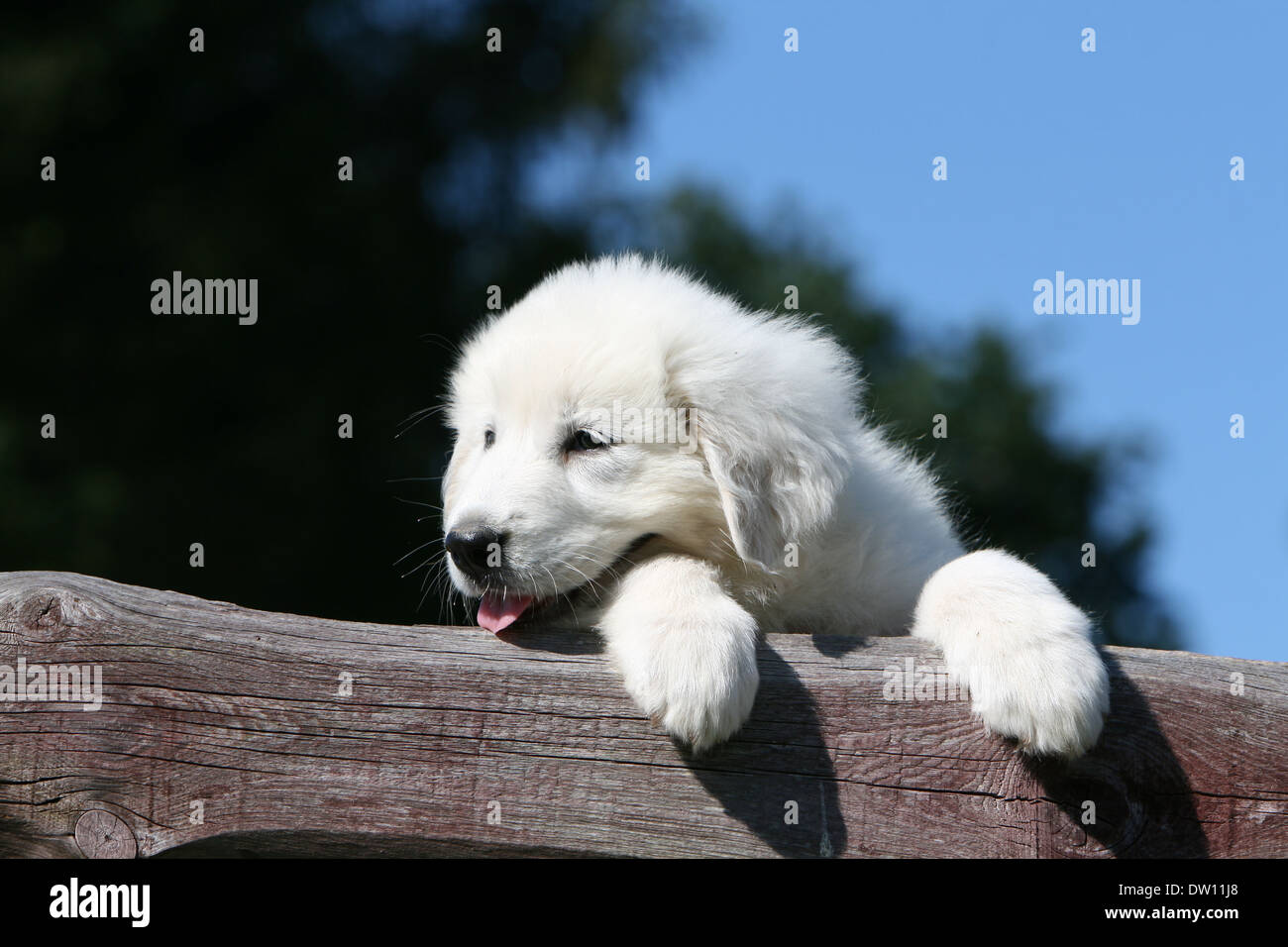 Great pyrenees puppy lying down hi-res stock photography and images - Alamy
