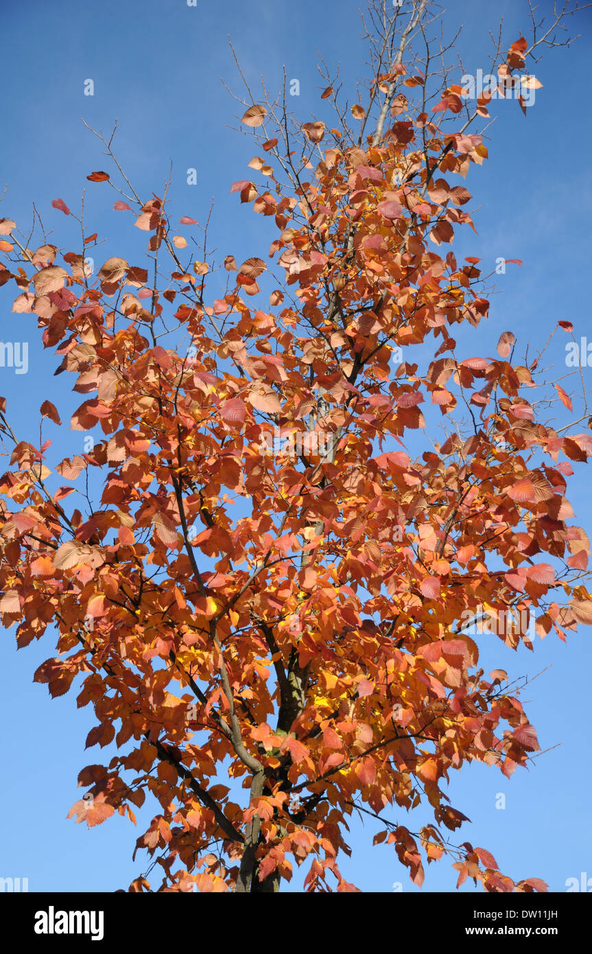 Scots elms hi-res stock photography and images - Alamy