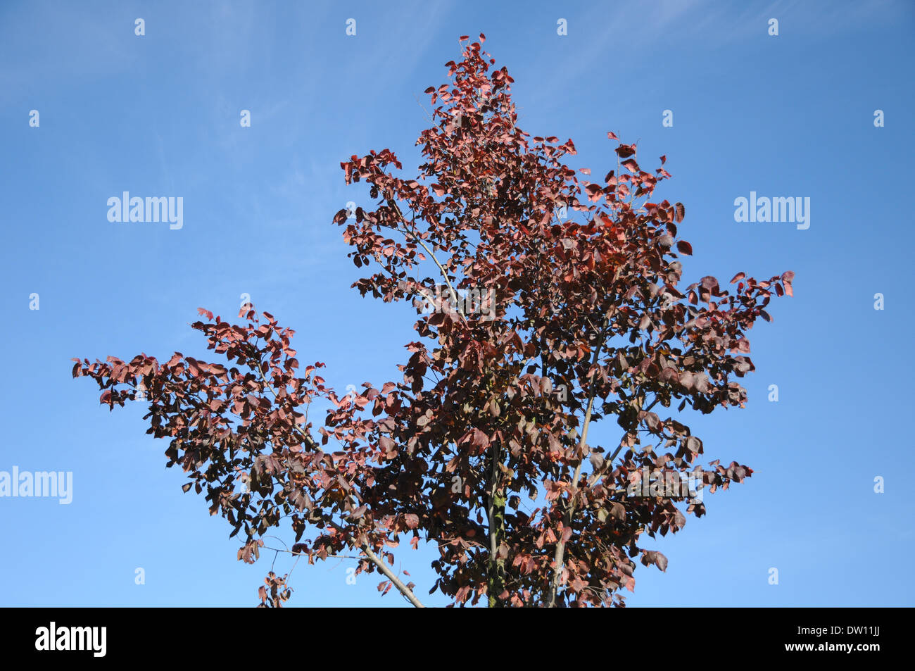 Mountain elm hi-res stock photography and images - Alamy