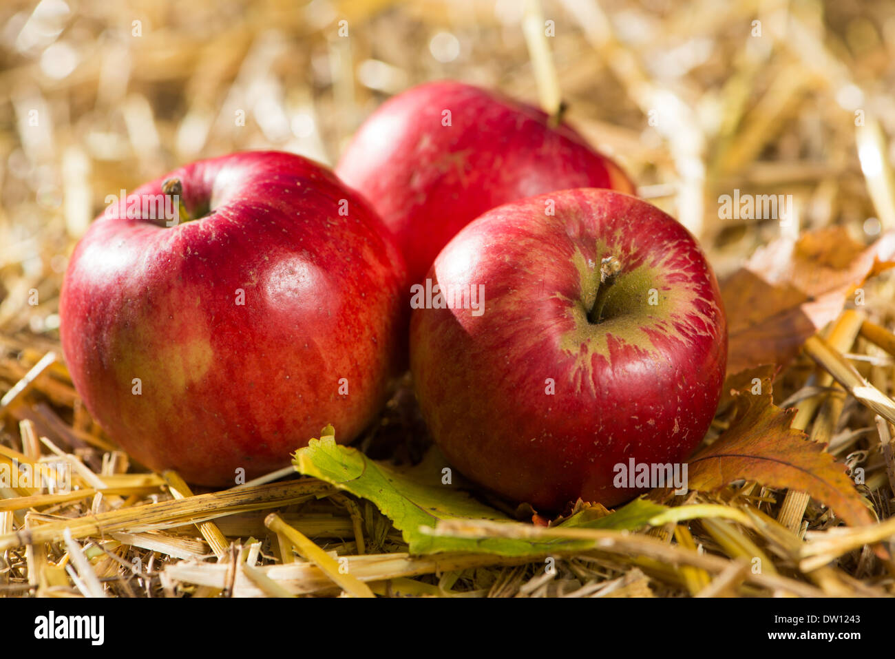 Three apples hi-res stock photography and images - Alamy