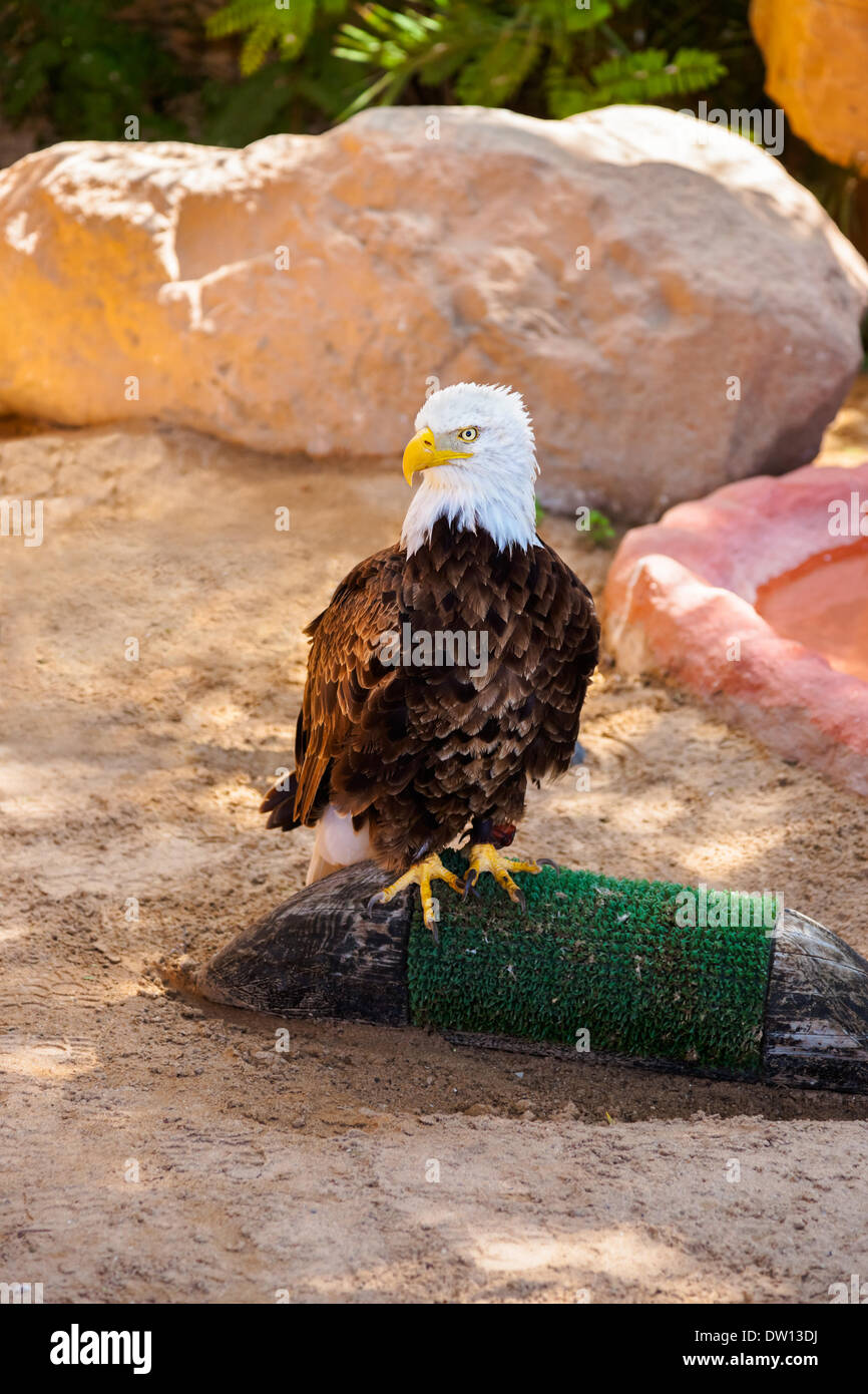 Bald eagle bird fly flight raptor hunter symbol endangered hi-res stock ...