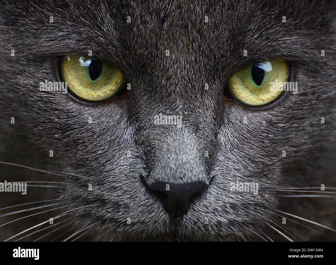 Grey kitten portrait hi-res stock photography and images - Alamy
