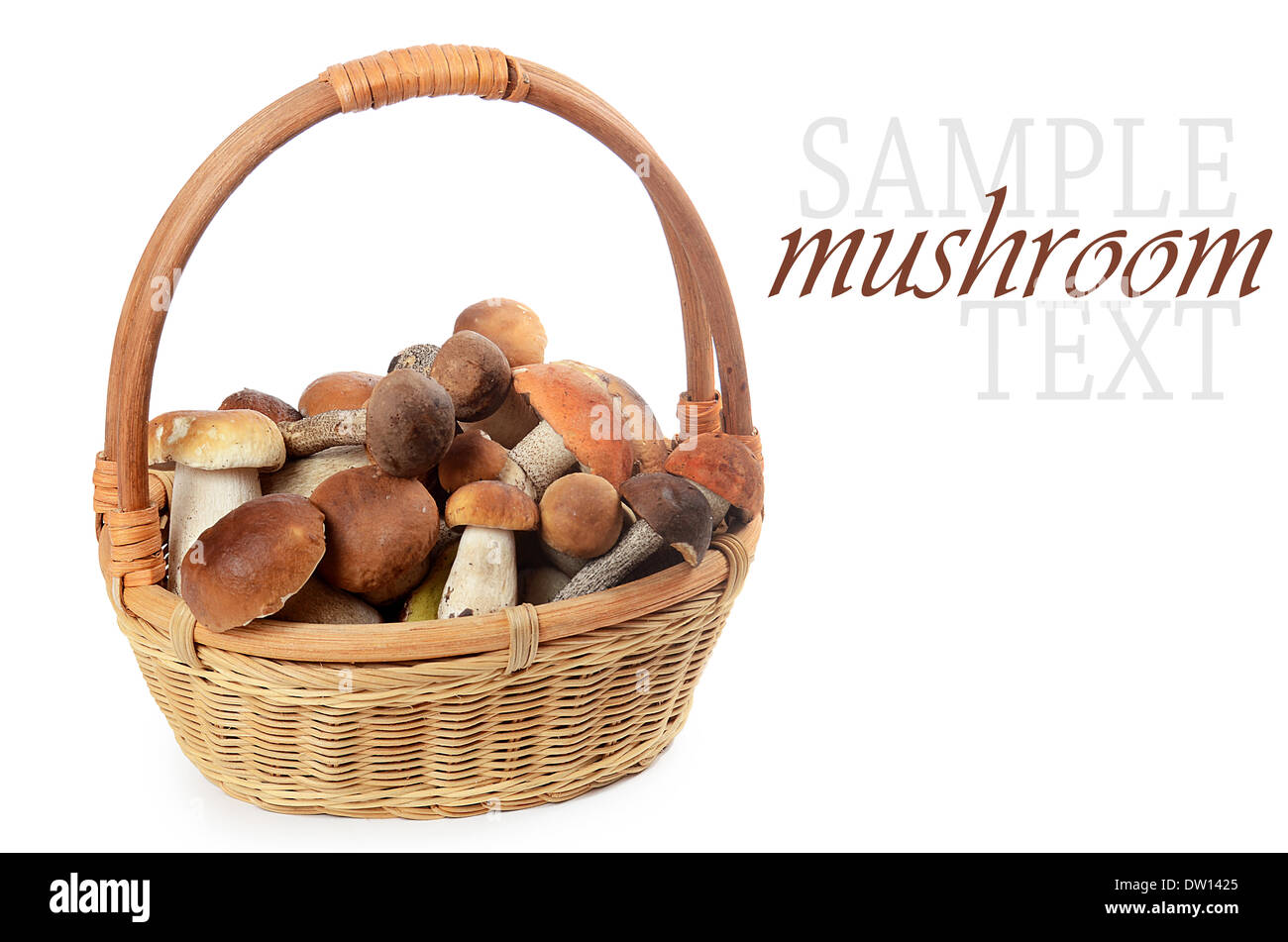 Edible boletus mushroom in Cut Out Stock Images & Pictures - Alamy