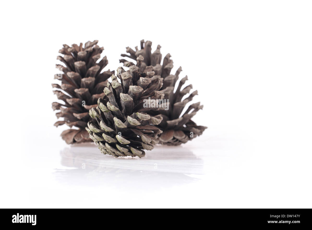 Cone pine hi-res stock photography and images - Alamy