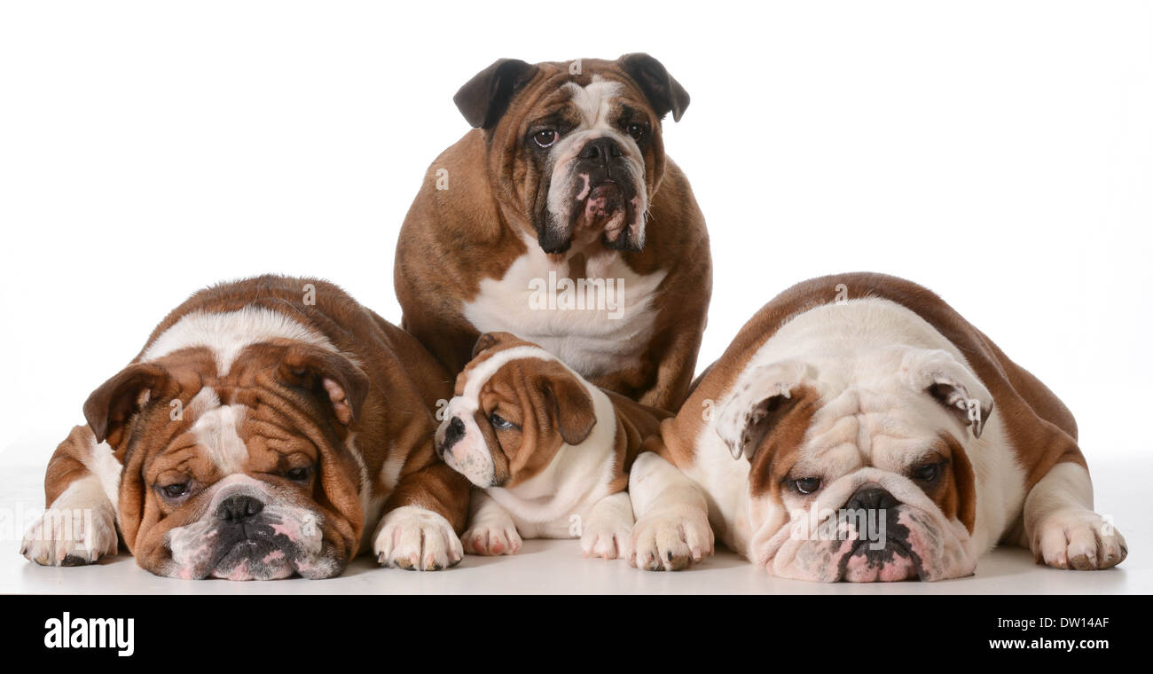 bulldog family - four generations - Great Grandmother in back, father ...