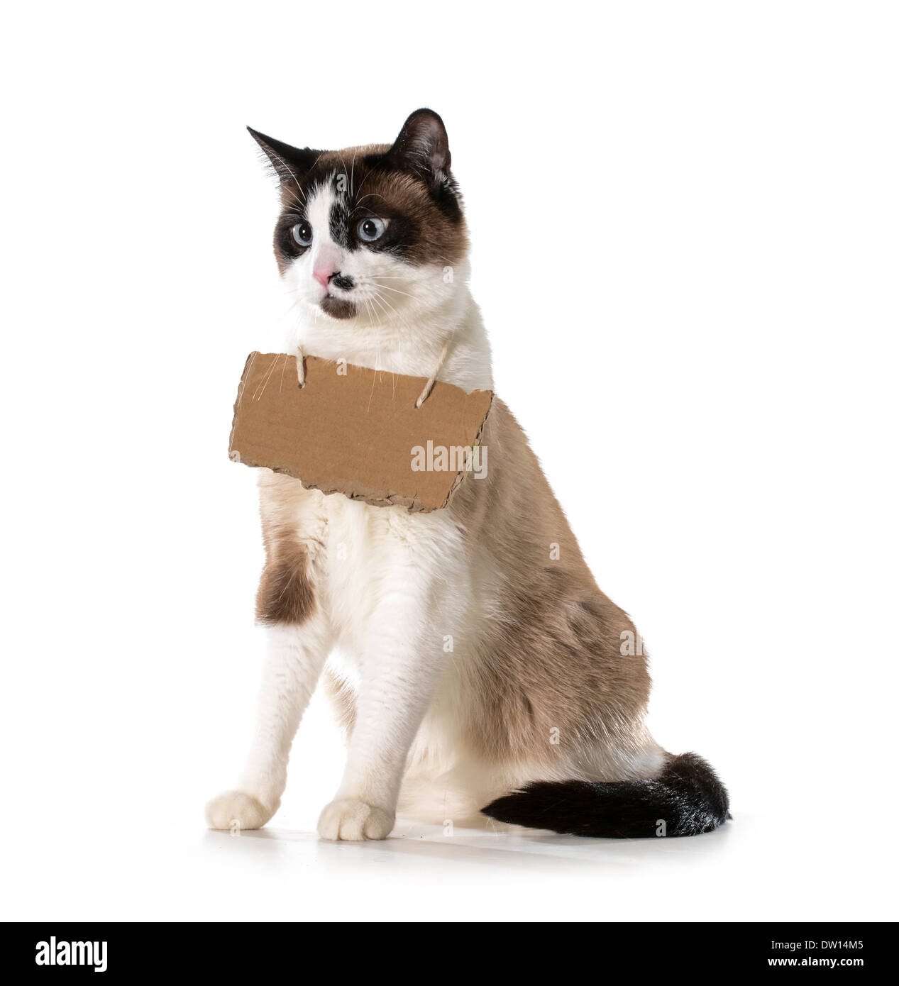 cat communication - ragdoll cat wearing cardboard sign around neck ...