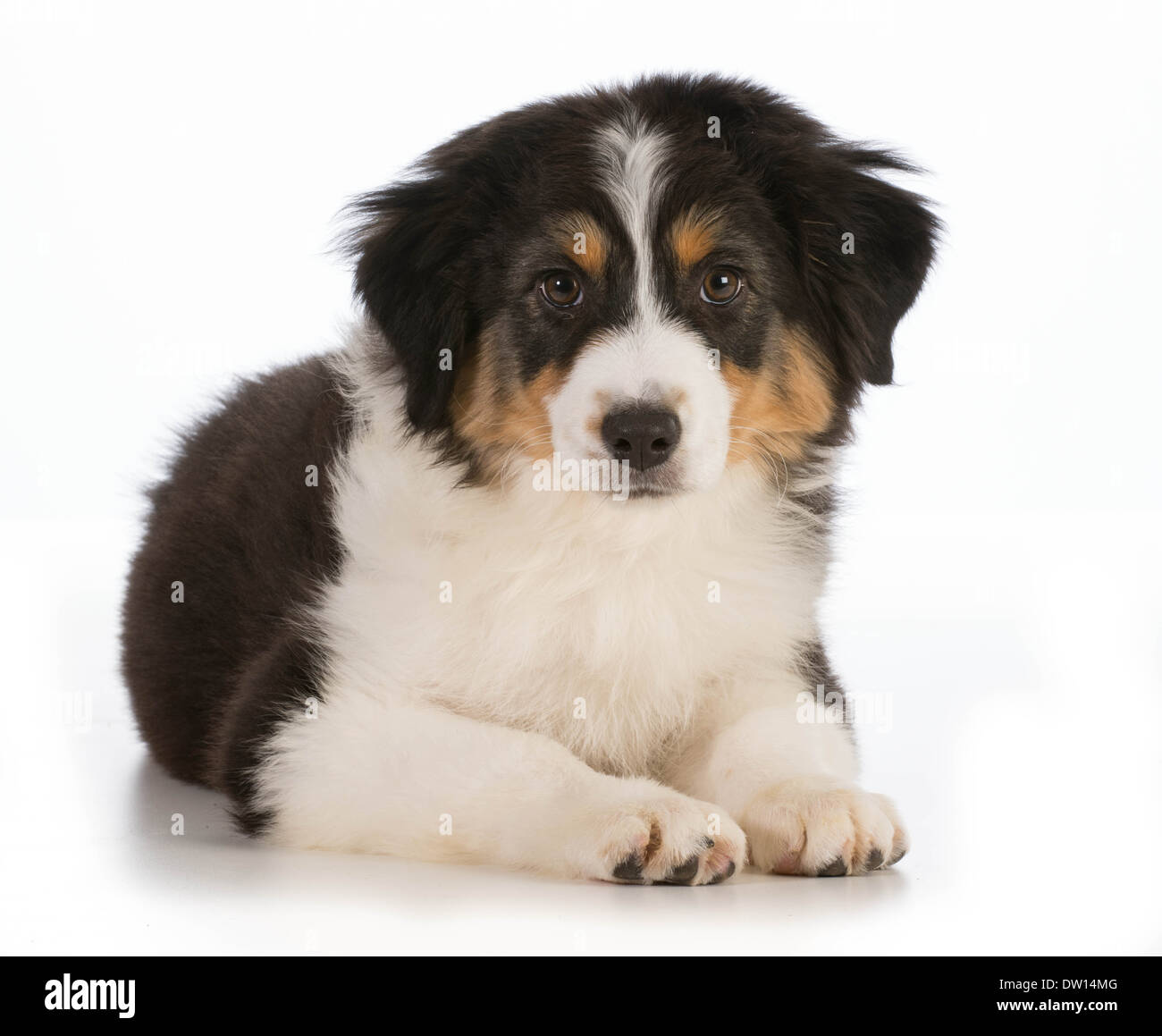 Australian Shepherd puppy laying down looking at viewer isolated on ...