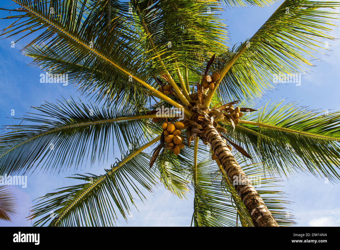 Coconut palm trees at Cururupe Beach. Ilheus, Bahia, Brazil Stock Photo ...