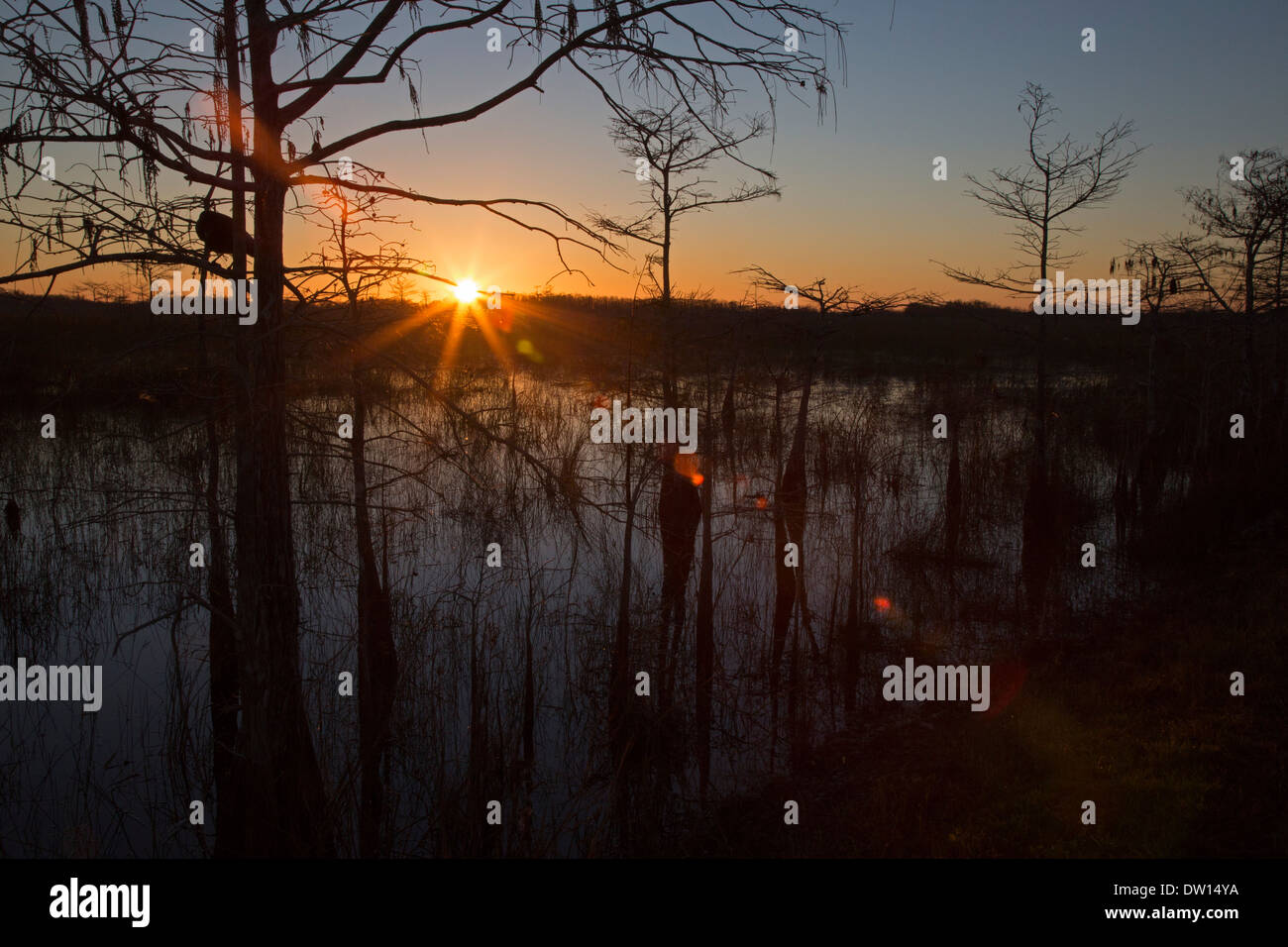 Everglades National Park, Florida - Sunrise over a cypress swamp Stock ...