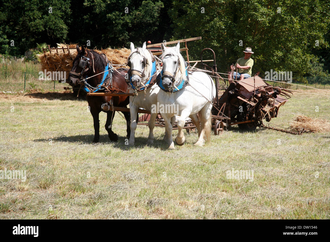 Traditional Farming with heavy horses, France Stock Photo - Alamy