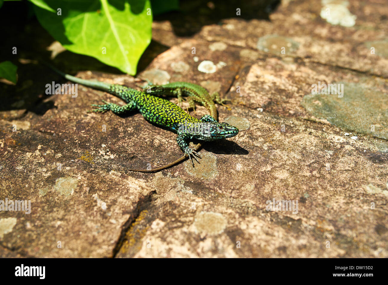 Couple of green lizards Stock Photo - Alamy