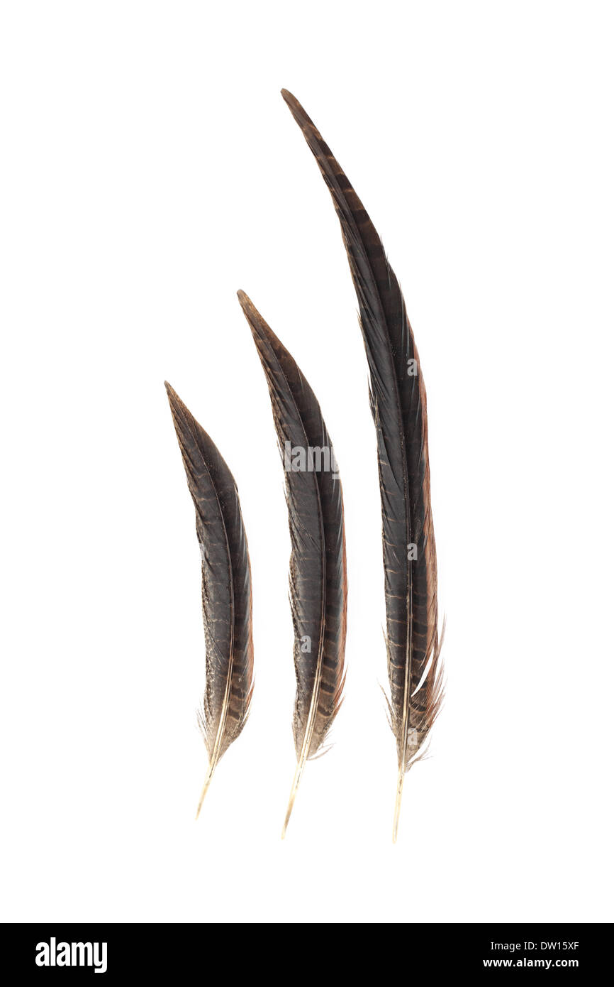 Pheasant feather hi-res stock photography and images - Alamy