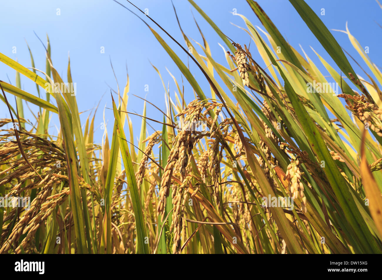 Golden rice field hi-res stock photography and images - Alamy