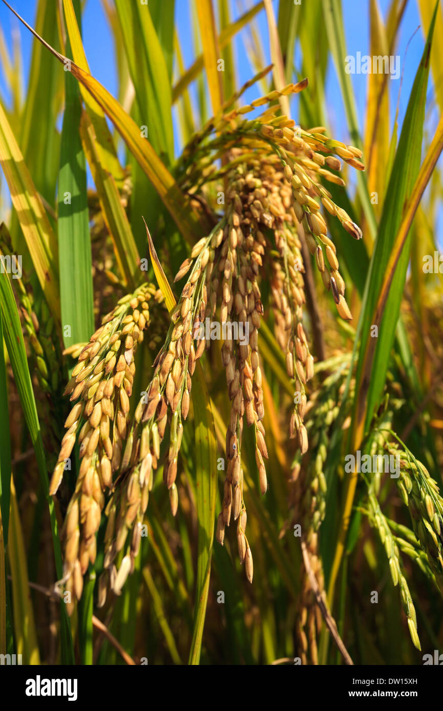 Paddy harvest hi-res stock photography and images - Alamy