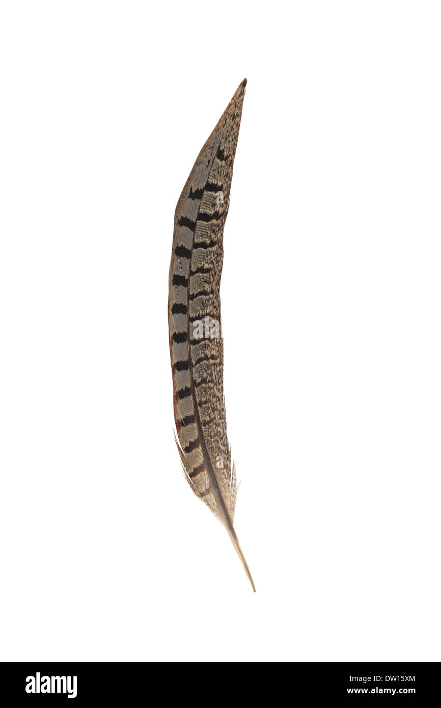 Feather curve Cut Out Stock Images & Pictures - Alamy