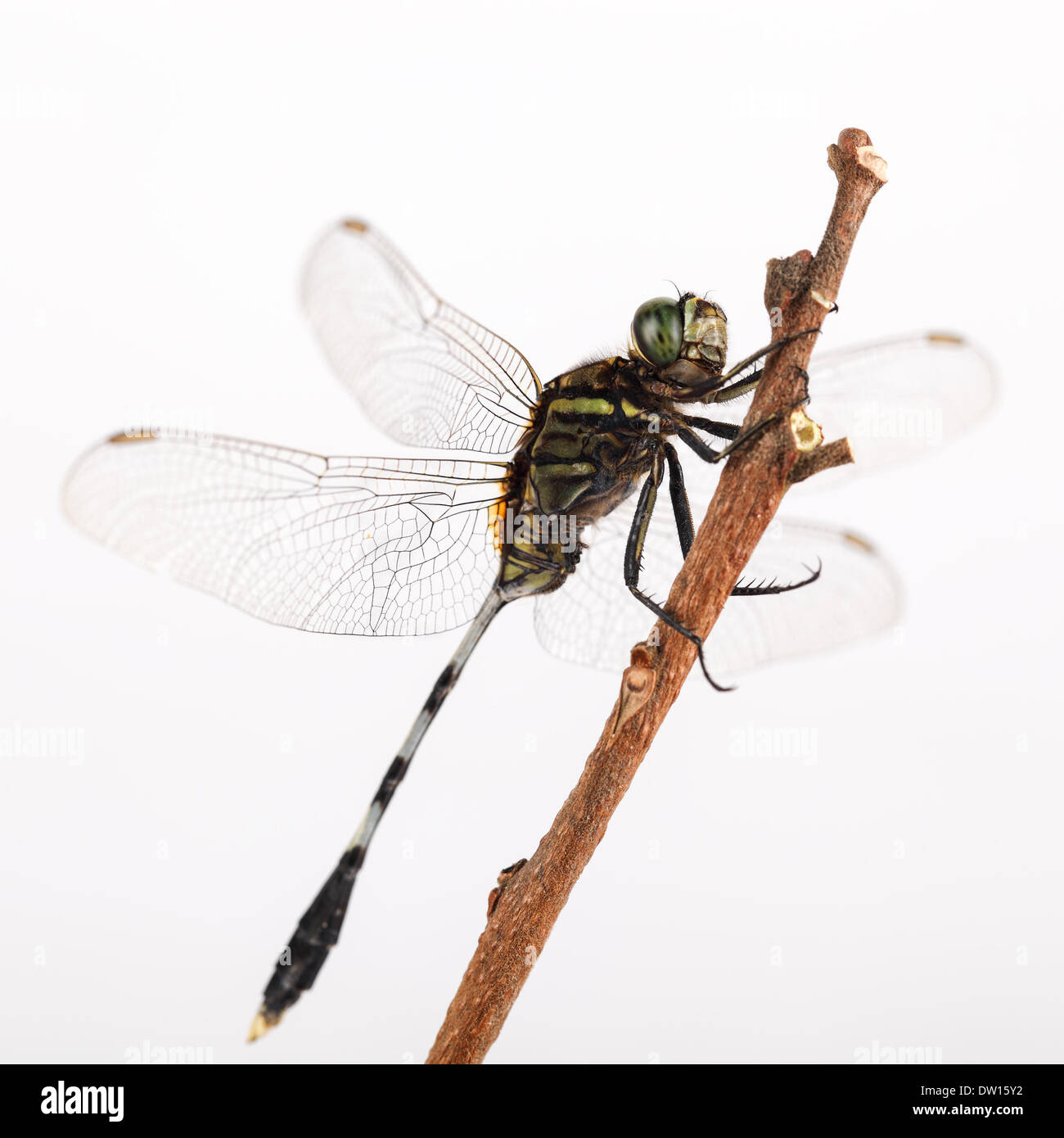 Dragonfly resting hi-res stock photography and images - Alamy