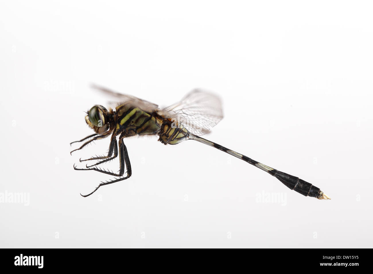 Entomology flying hi-res stock photography and images - Alamy