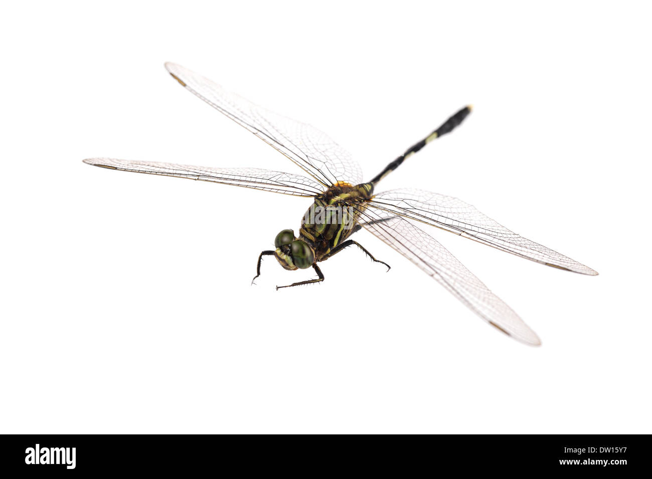 Dragonfly legs hi-res stock photography and images - Alamy