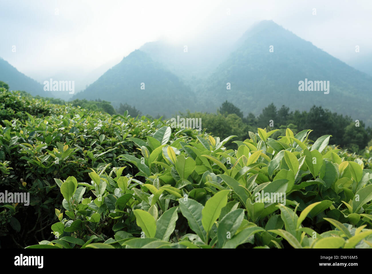 Natural scene tea field misty hi-res stock photography and images - Alamy