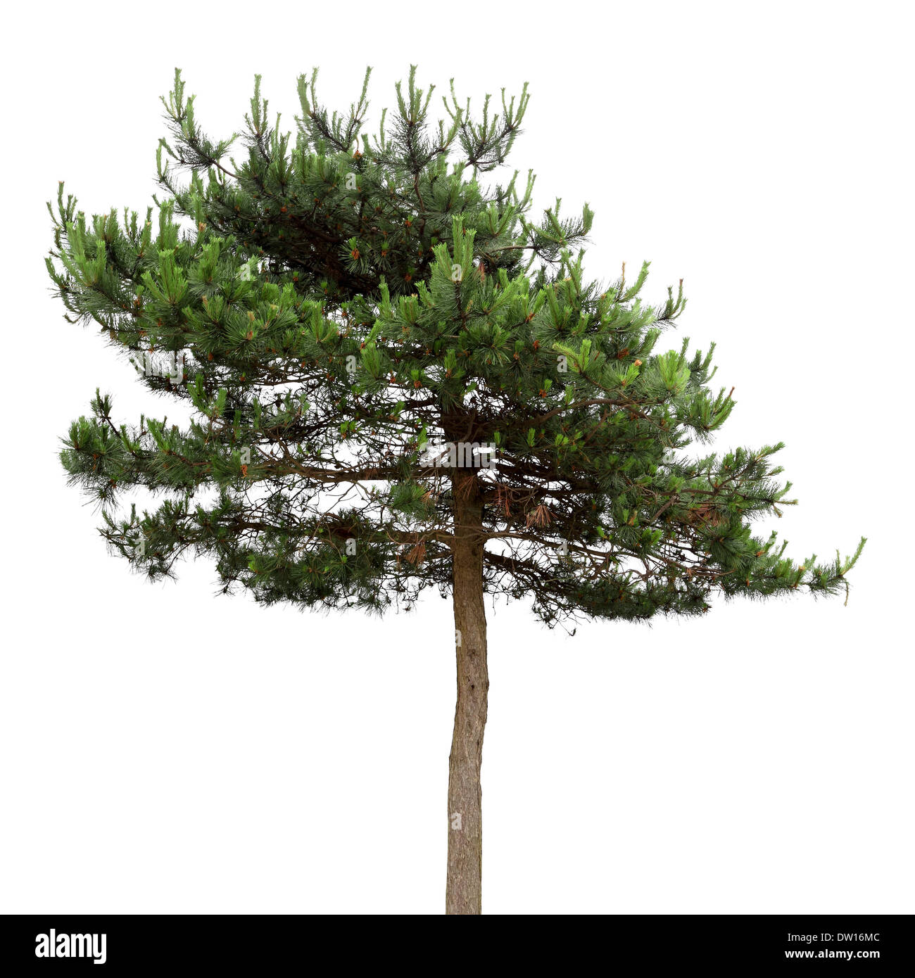 Chinese red pine hi-res stock photography and images - Alamy