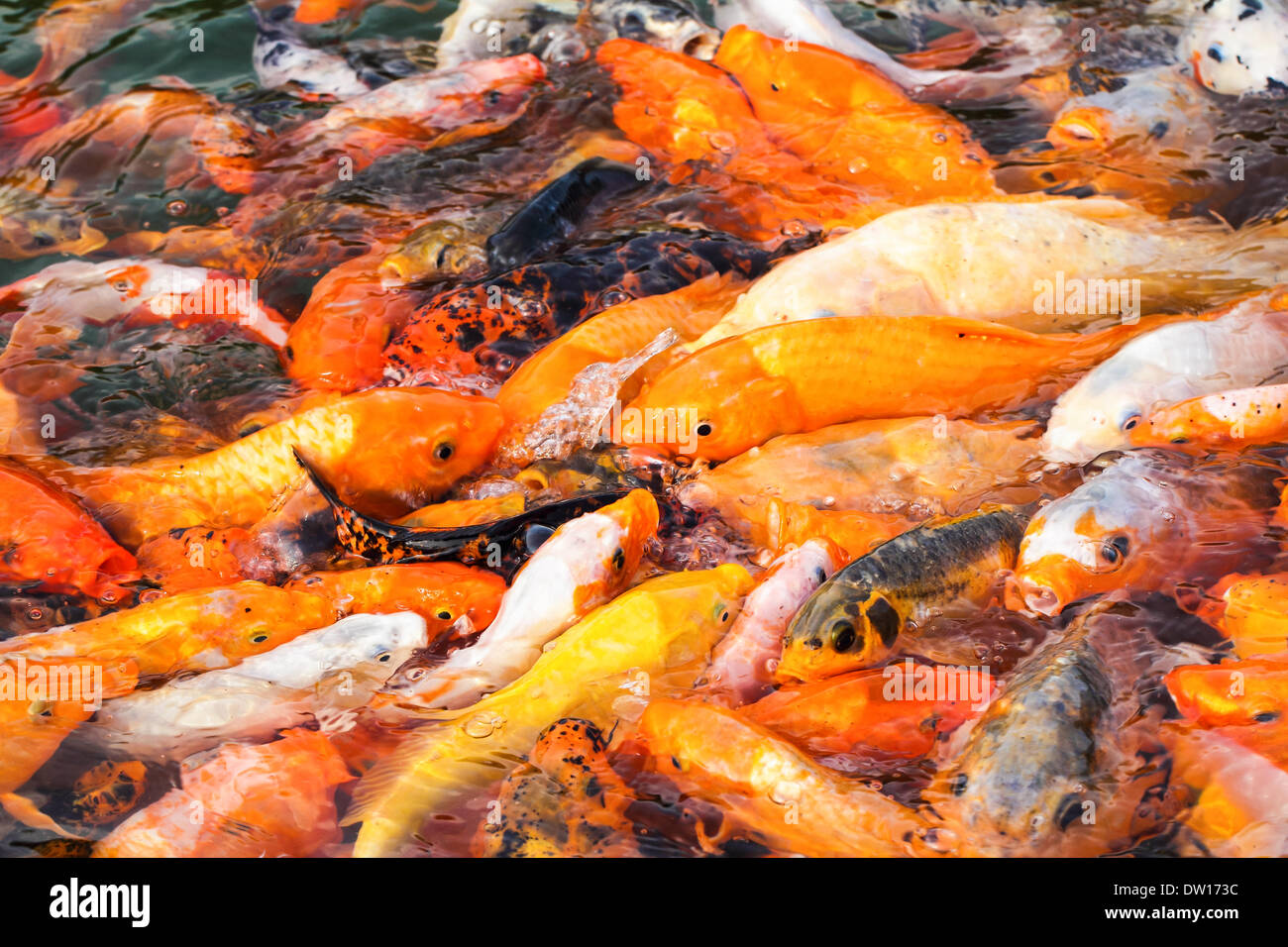 Asian carps hi-res stock photography and images - Alamy