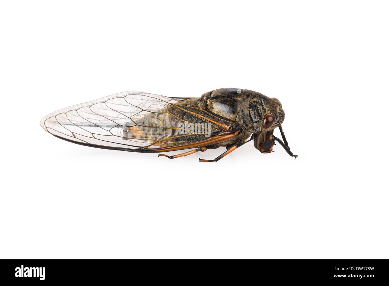 Cicada Cut Out Stock Images & Pictures - Alamy