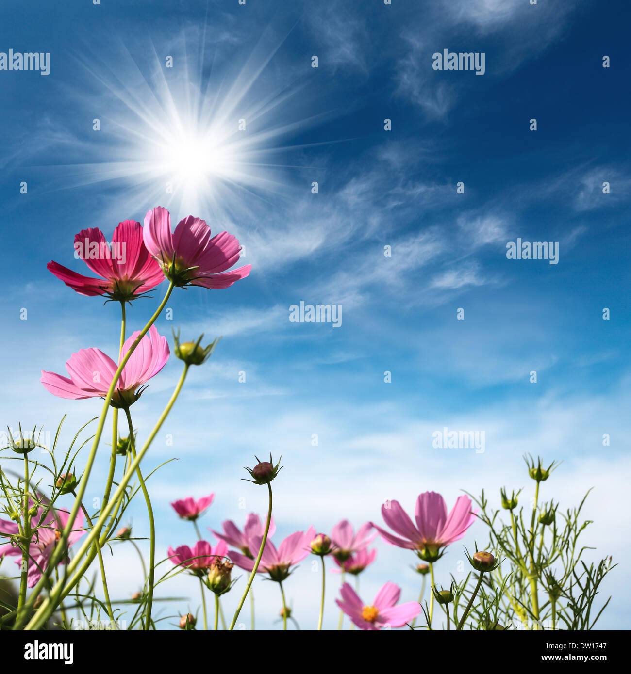 How to grow cosmos hi-res stock photography and images - Alamy