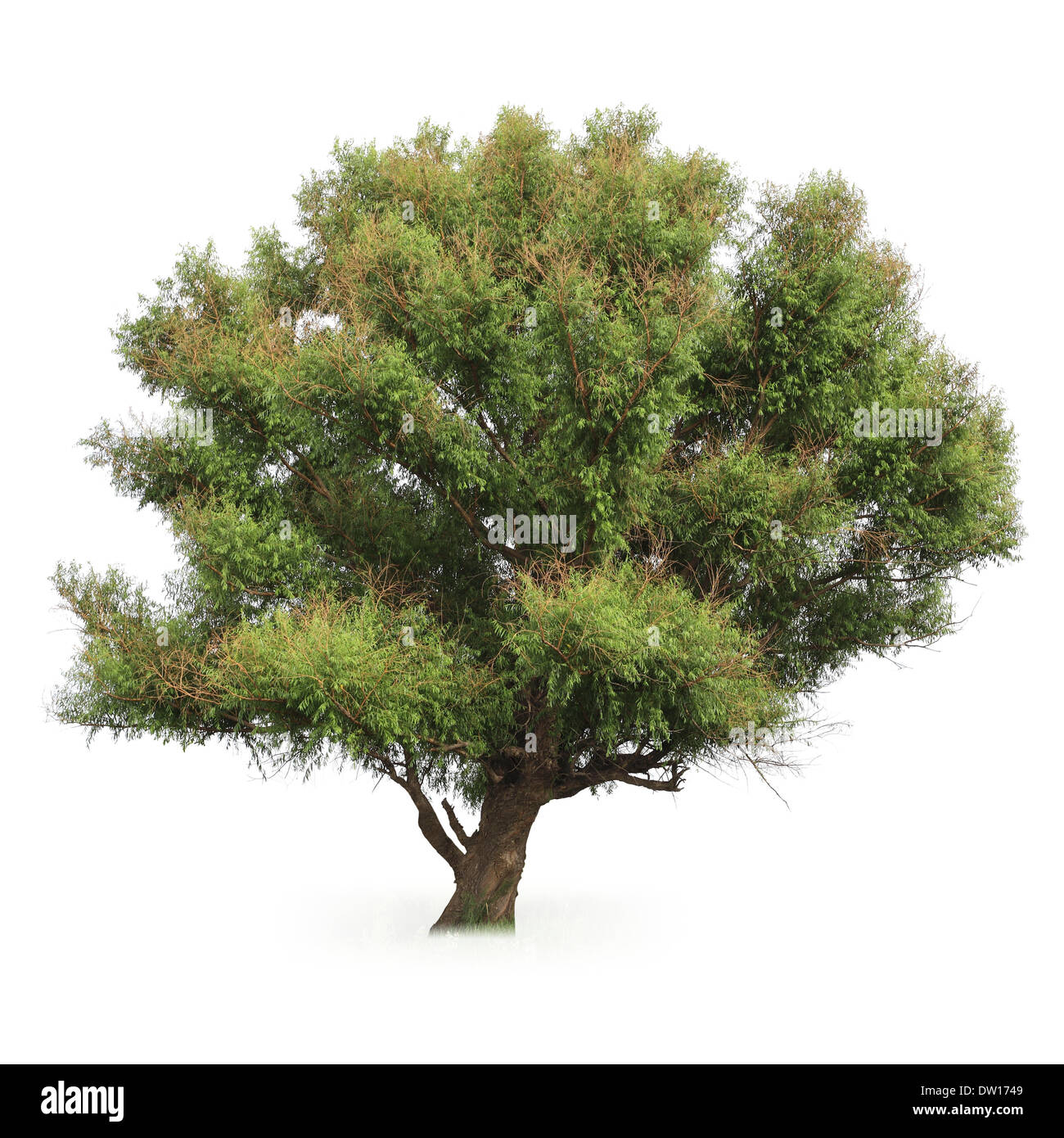 Poplar tree hi-res stock photography and images - Alamy