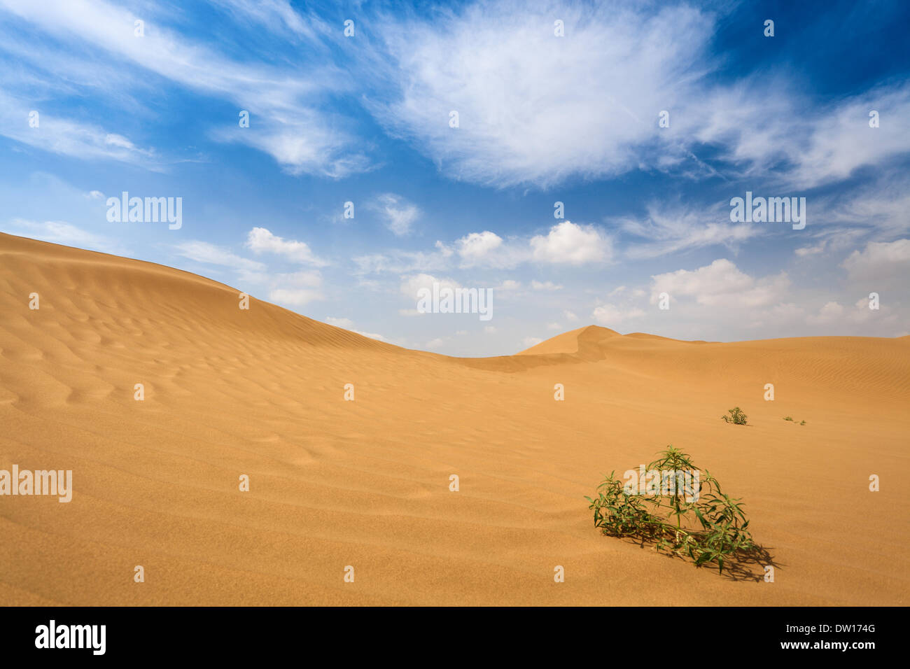 Yellow desert shrub hi-res stock photography and images - Alamy