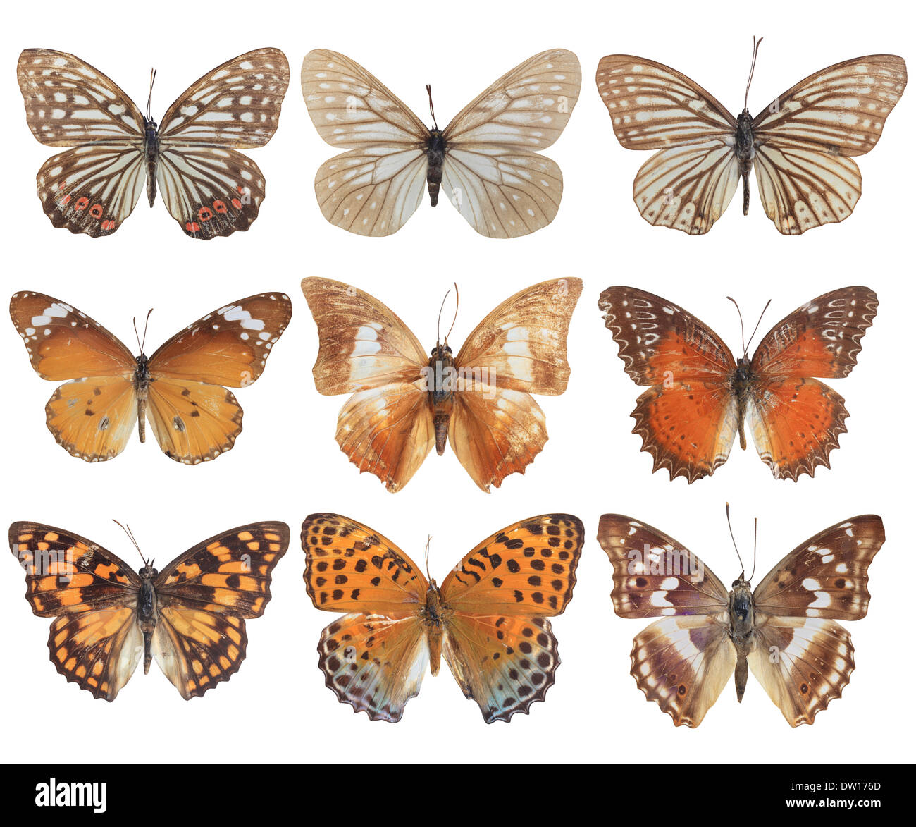 Nymphalid hi-res stock photography and images - Alamy