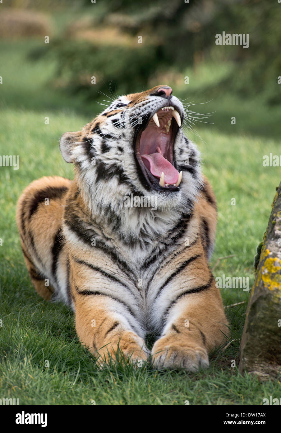 Tiger yawning hi-res stock photography and images - Alamy