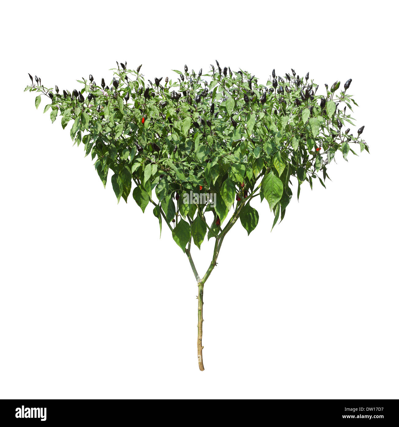 Hot pod hi-res stock photography and images - Alamy