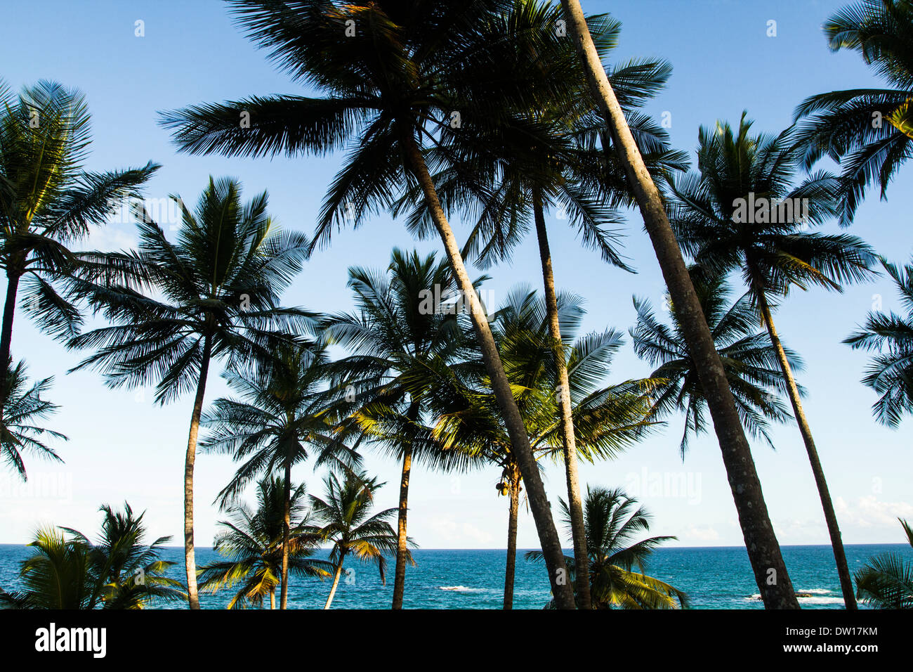 Coconut palm trees at Havaizinho Beach. Itacare, Bahia, Brazil Stock ...