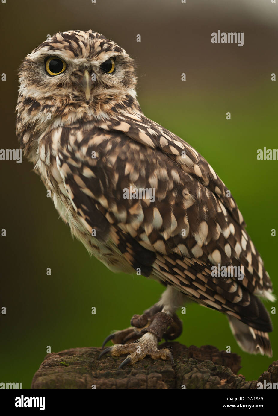 Full body owl hi-res stock photography and images - Alamy