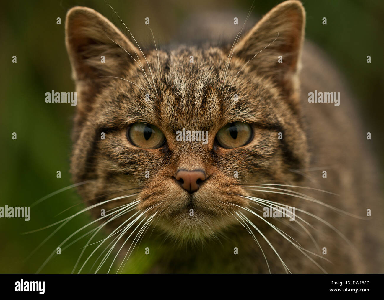 European Wildcat (Felis silvestris silvestris Stock Photo - Alamy